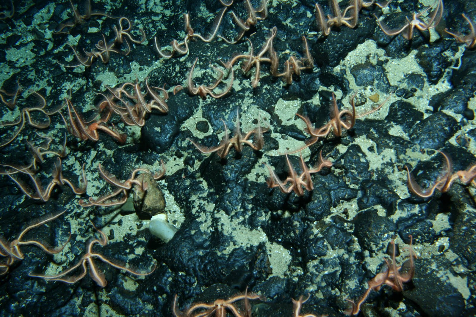 The Echinoblog: The Lost World: The biology of echinoderm "living ...