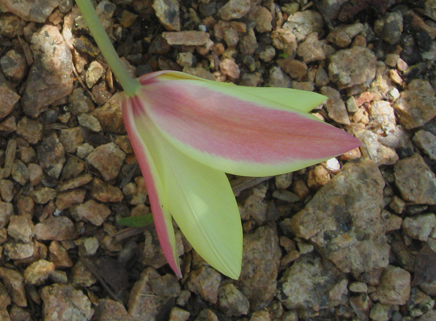 The Transplantable Rose: The Annual April Affair - Color Echoes