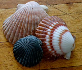 Karin's Camino: Scallops and Scallop Shells