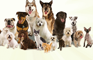 The world of dogs: GROUP OF DOGS