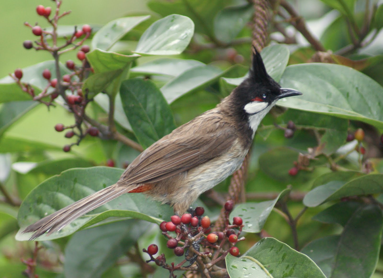 Photographic Wildlife Stories in UK/Hong Kong: My neighbours---a pair ...