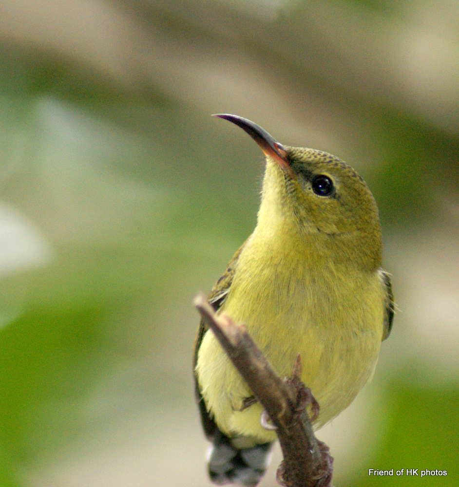 Photographic Wildlife Stories in UK/Hong Kong: Colourful Birds