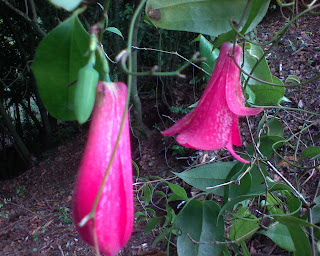 Chaitenvivo: Copihue Rojo.