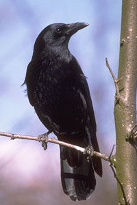 Teacher Denine's ESL Notes: Ravens and crows and jays, oh my!