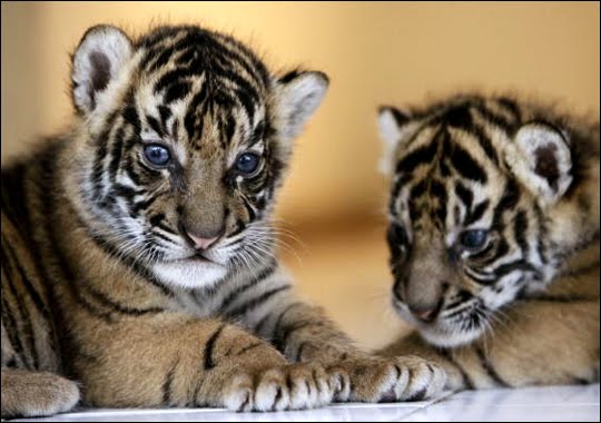Save Our Tigers Just 1411 Left: Baby Tigers 1