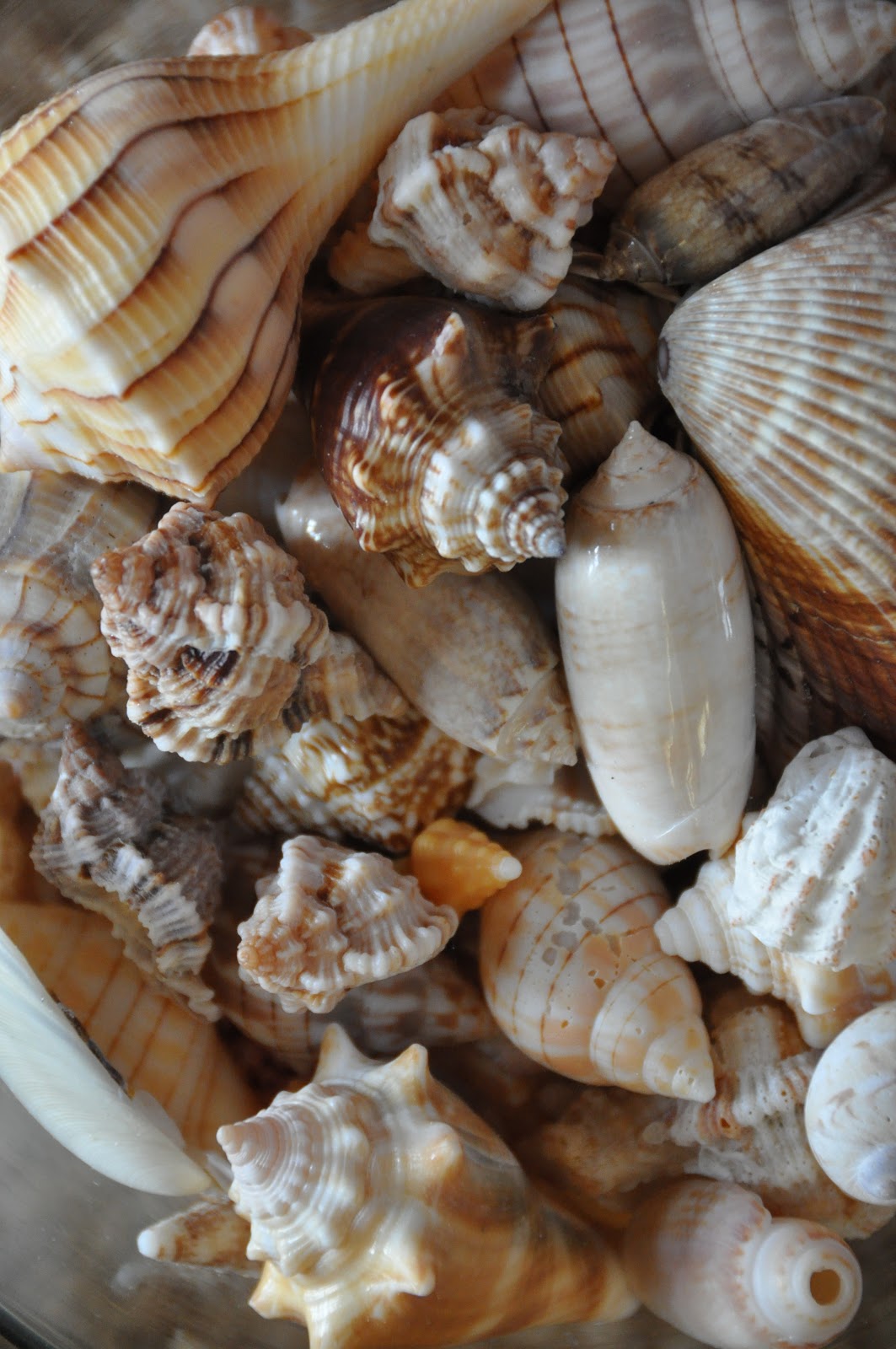 Four Sea Stars: shells, shells, shells...