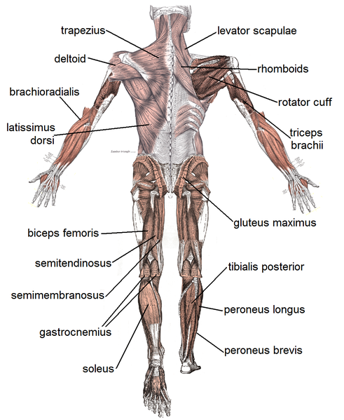 Athlete Development Example Blog Skeletal Muscles Of The Human Body athlete-development-example-blog-skeletal-muscles-of-the-human-body