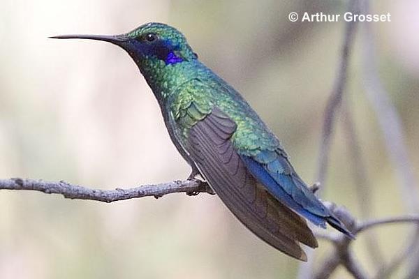 el jardin de María: Temporada de picaflores