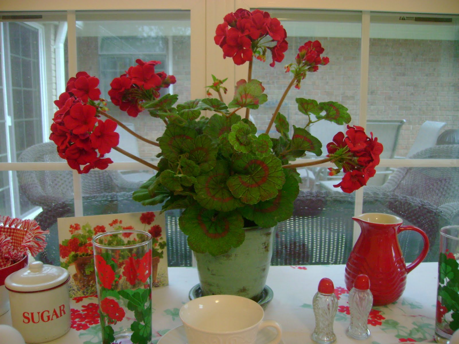 The Sunny Side of the Sun Porch: Geraniums