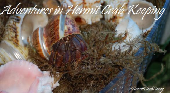 Adventures in Hermit Crab Keeping: Hermit crabs--What it really takes.