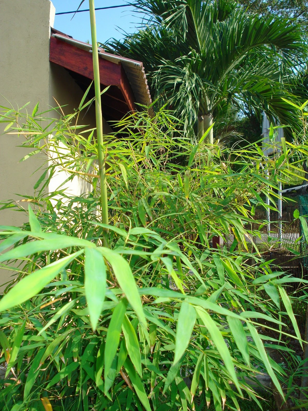 SEKILAU one: Landskap buluh