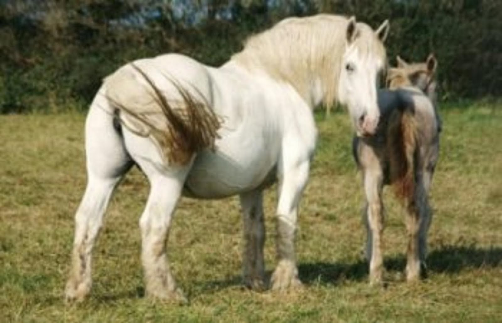 Mes amis les chevaux: jument et poulain