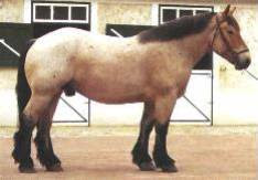 Mes amis les chevaux: robe louvet