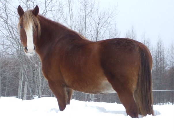 Mes amis les chevaux: cheval