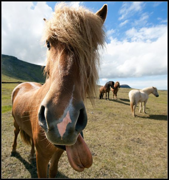 animaux comique: drole de cheval