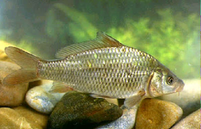 PESQUEIRO LG - FEITO PARA VOCÊ E SUA FAMÍLIA: Saiba Mais Sobre os ...