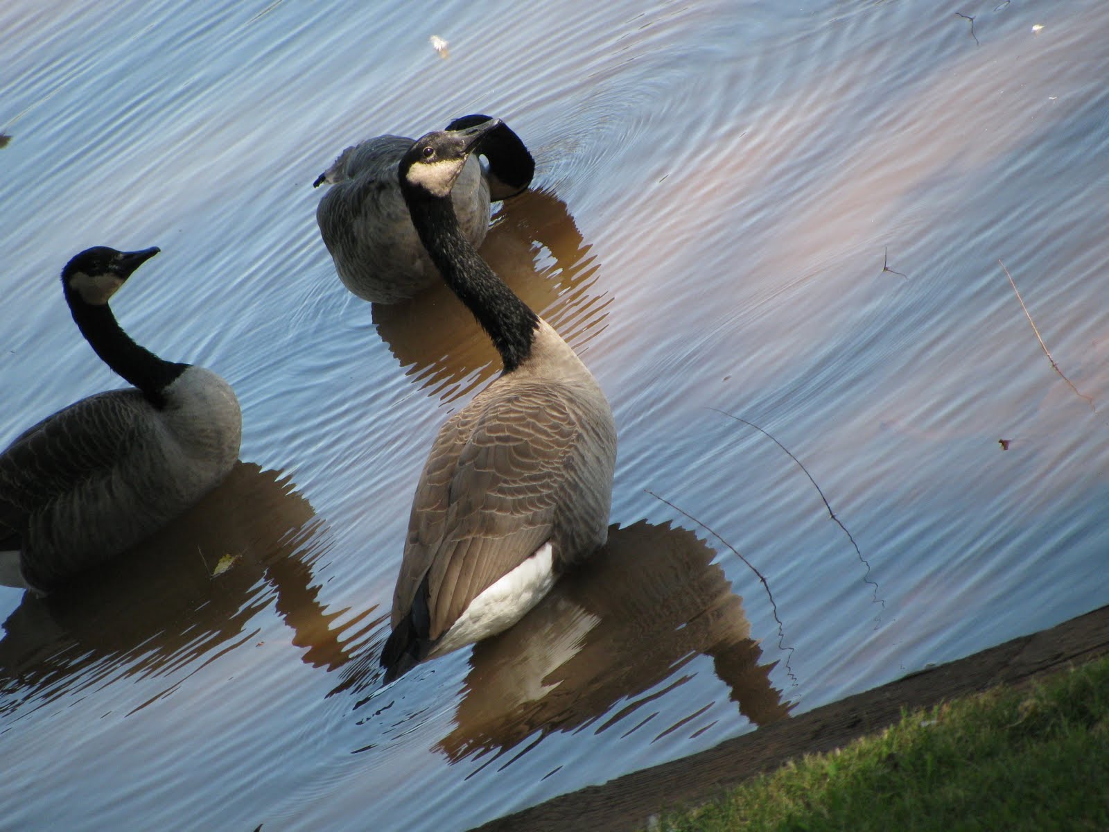 House at Frog Hollow: October 2010