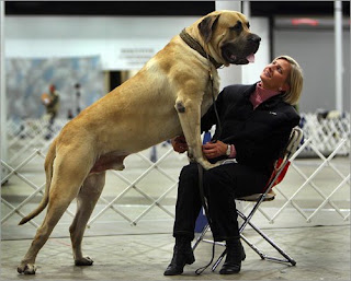 All about pets: Mastiff