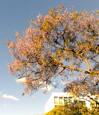 Céu, flores e palavras: Dalbergia violacea, Malme, Leguminosae (Caviúna ...