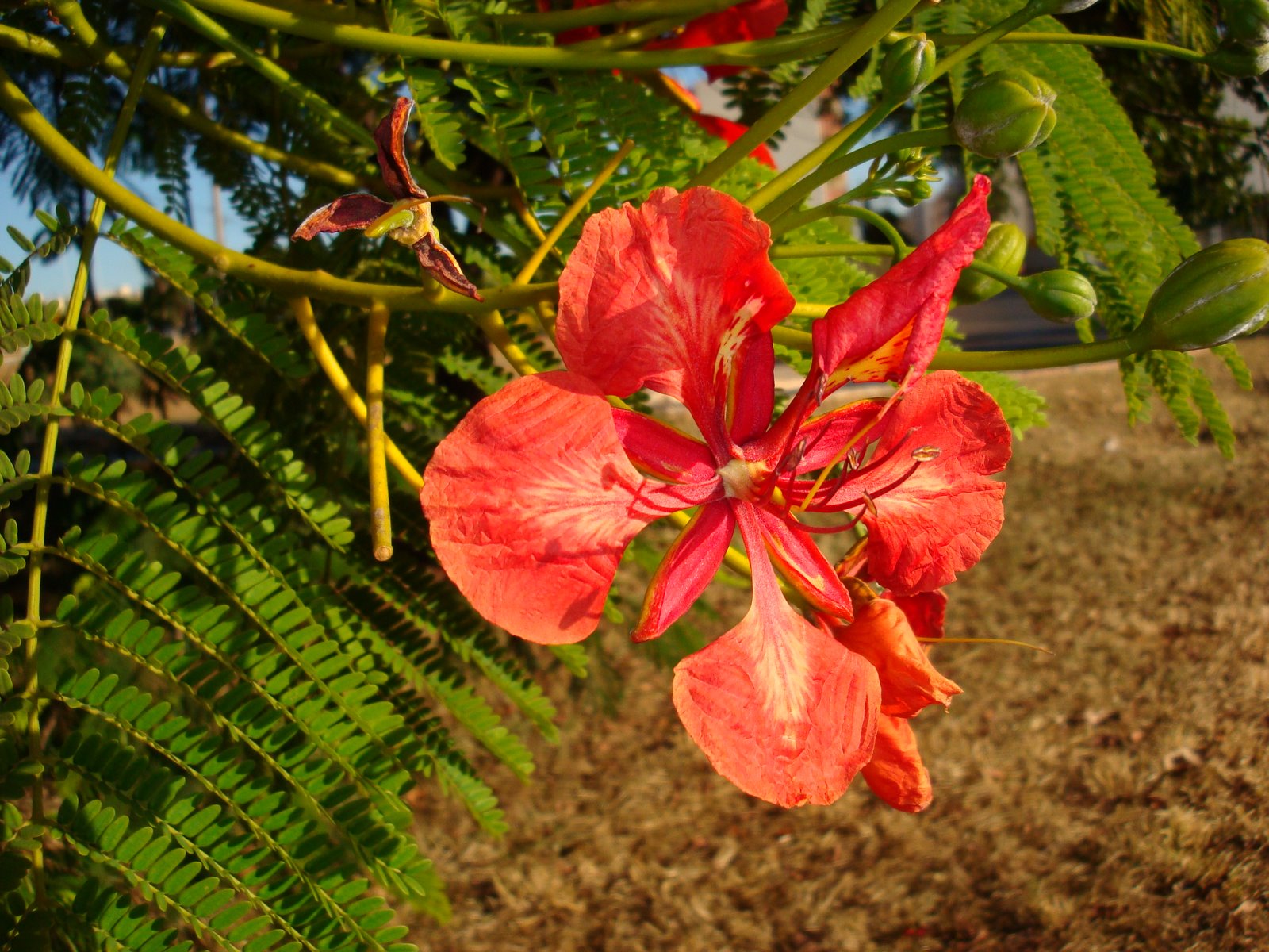Céu, flores e palavras: FLOR DO FLAMBOYANT (Delonix regia), CRUZEIRO ...
