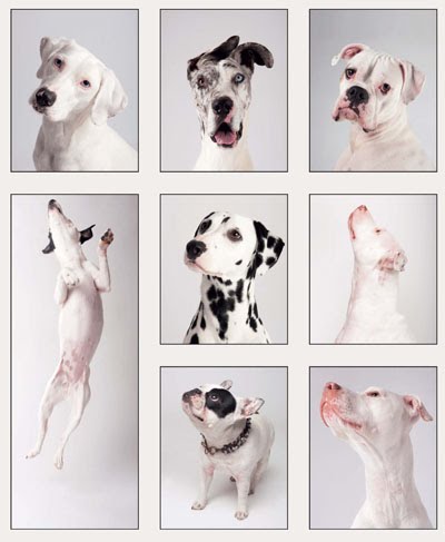 Rebound Hounds: Photographer Melissa McDaniel Spotlights Deaf Dogs In ...