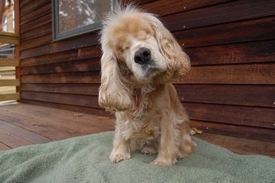 Rebound Hounds: Help Rolling Dog Ranch Succeed In The Shelter Challenge ...