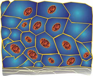 Anatomi Jaringan Epitel