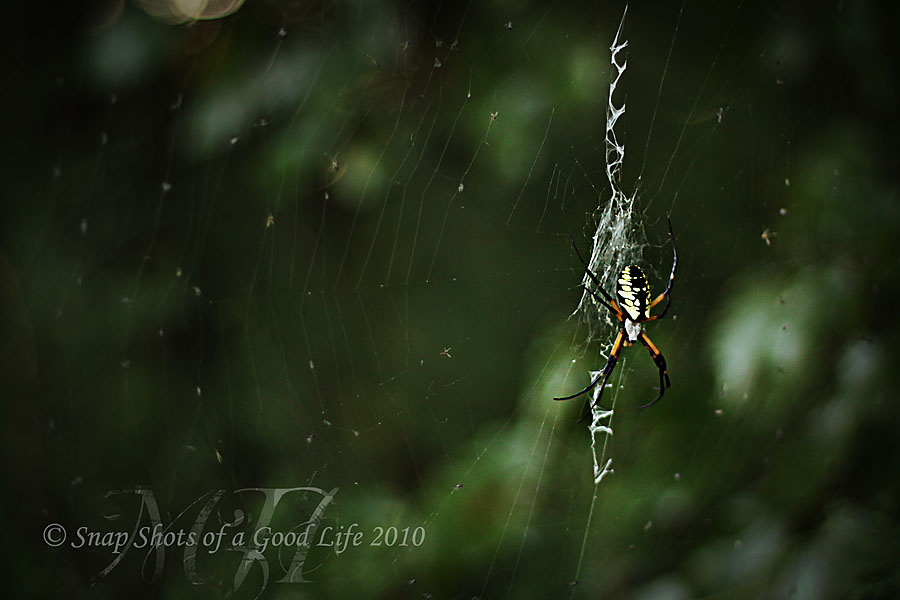 Snapshots of a Good Life: Nater Taters Pics.