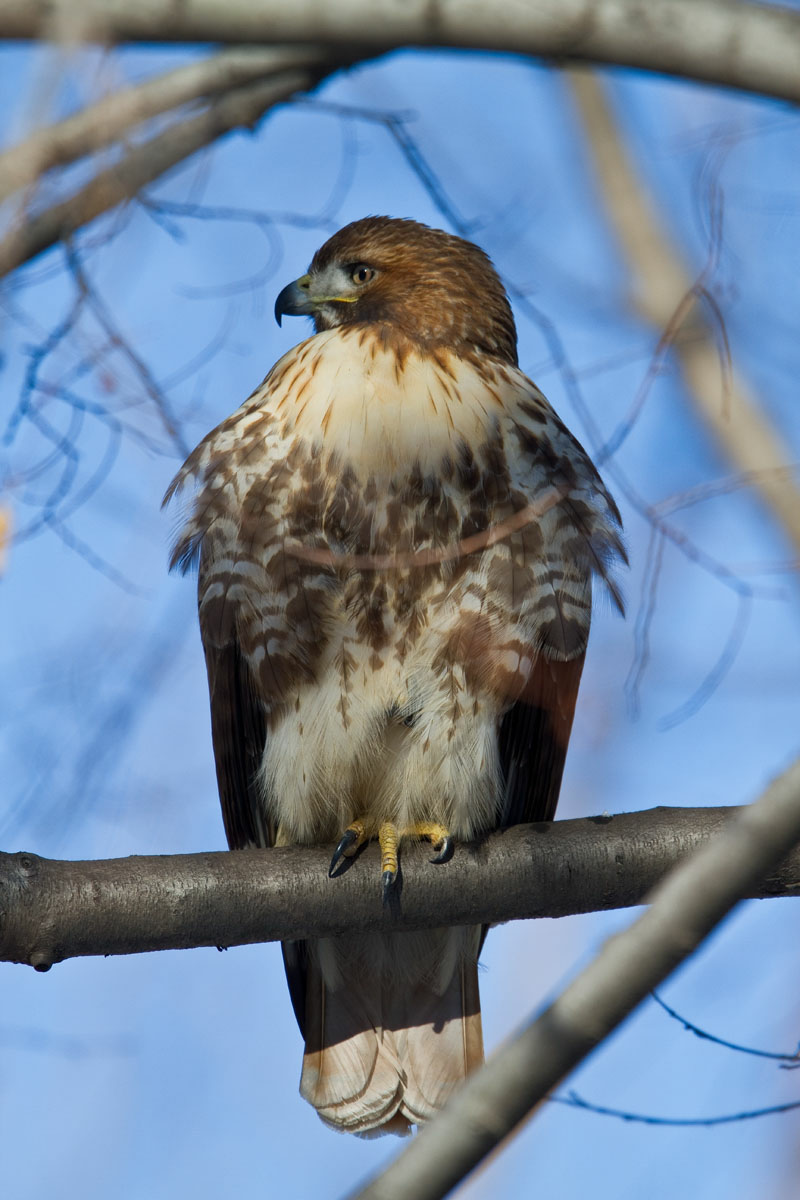Palemaleirregulars: Pale Male's Mates-the Eye Color of Ginger and Lola ...