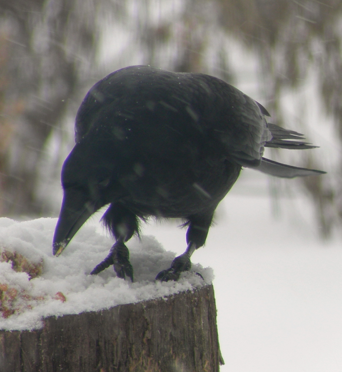 Palemaleirregulars: Crow Tricks-Chris, Carol, and Chris Crow Jr.