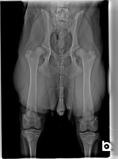 Otis's Journey through Canine Hip Dysplasia Surgery: X-rays