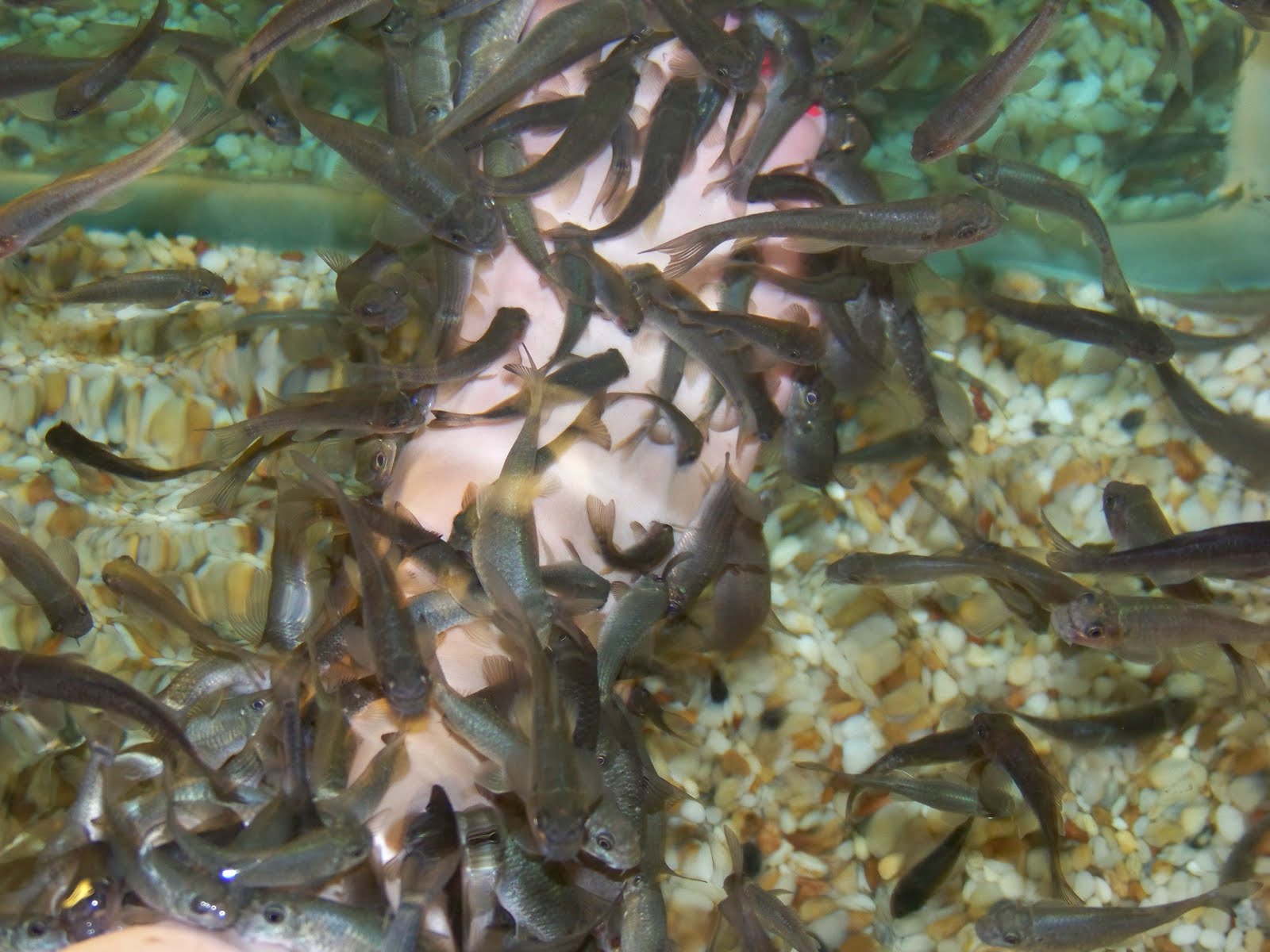 Far East Techsans: Dr. Nibble Fish