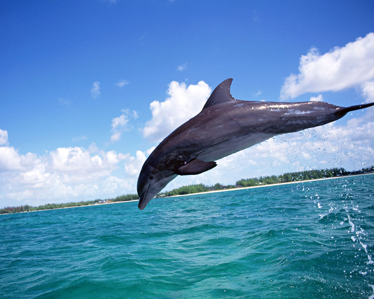 Dolphin Dolphin Dolphin | Encyclopedia of World Photo