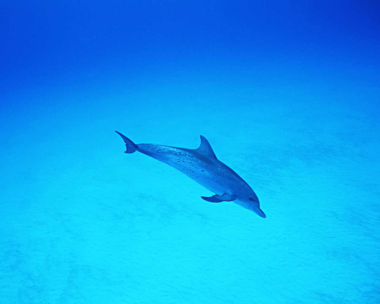 Dolphin Dolphin Dolphin | Encyclopedia of World Photo
