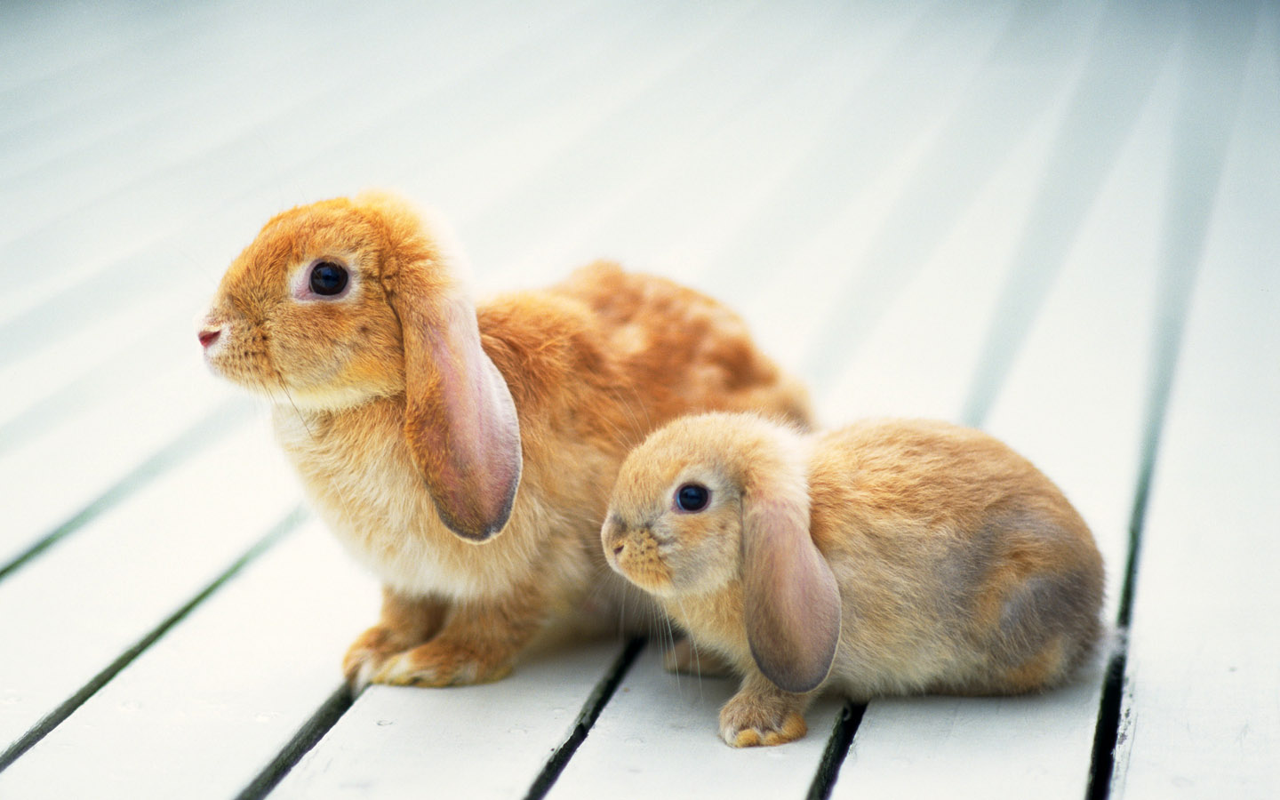 Rabbit Rabbit Rabbit Rabbit | Encyclopedia of World Photo