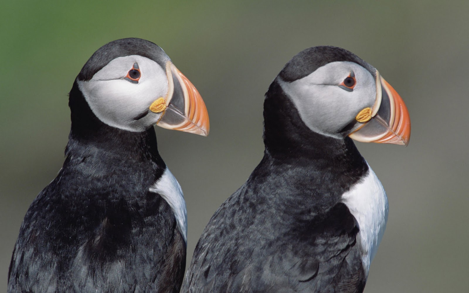 Bird Bird Bird Bird | Encyclopedia of World Photo