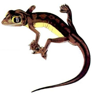 GECKO - TOKEK-도마뱀: Beberapa Jenis Tokek - Species of Gecko