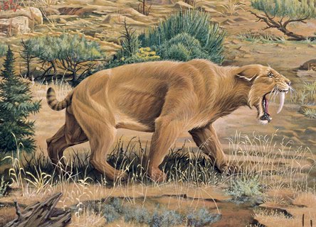 "Saber Tooth" an extinct animal in the world