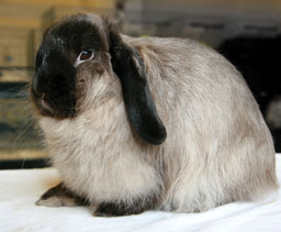 Haute Goat: Other Cashmere: Cashmere Lop Bunny