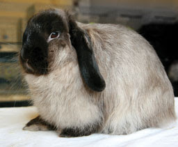 Haute Goat: Other Cashmere: Cashmere Lop Bunny