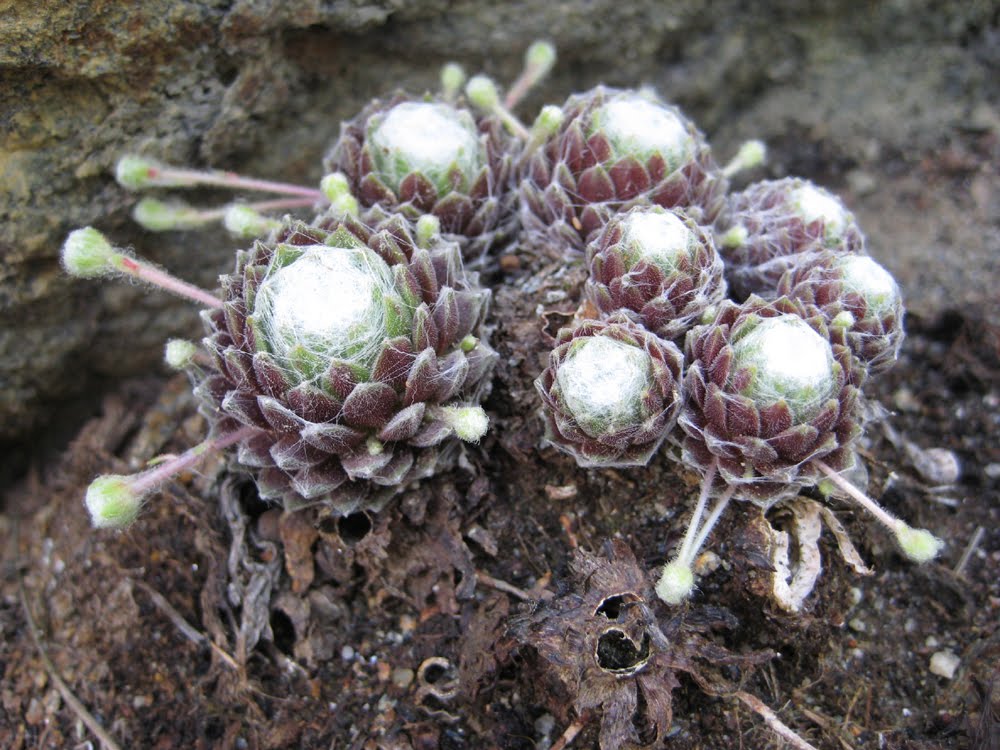 Svart hus: Ett trädäck på framsidan