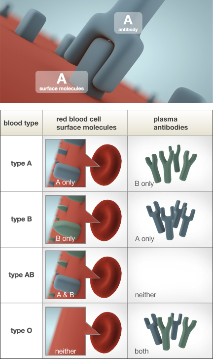 the secret of blood: Do YoU eVeR wOnDeR wHaT mAkEs Up BlOoD???