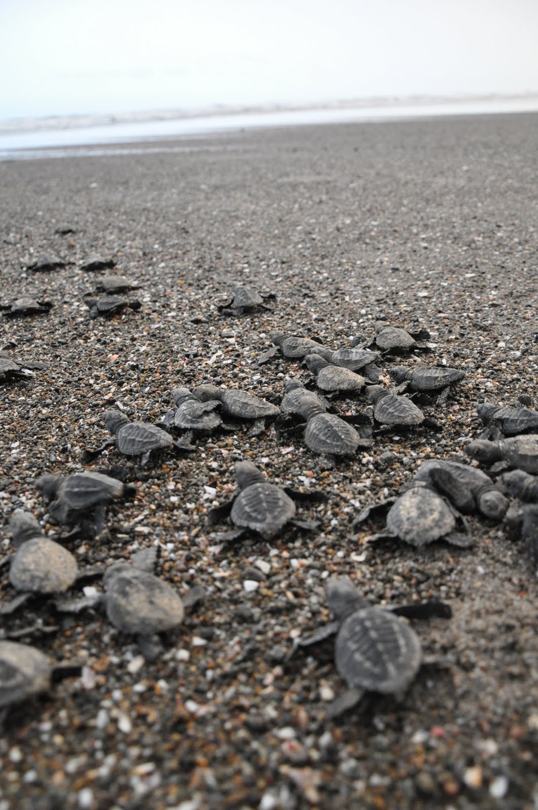 Exploring The World: A Turtle Eclipse of the Heart