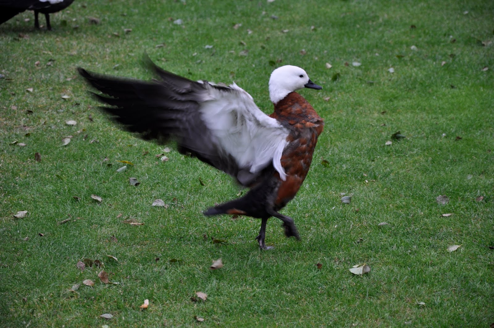 West Antarctic Ice Sheet Science Traverse