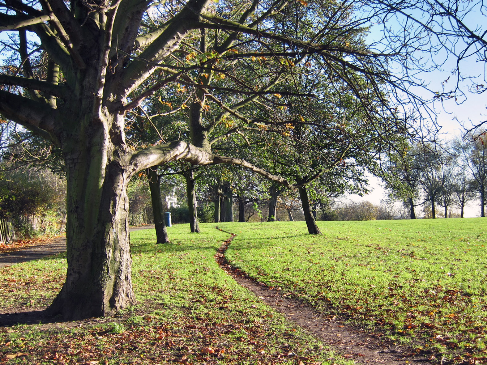 Hilly Fields Birdwatch: November 2010