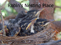ROBINS NESTING PLACE: New Teapot Birdhouse