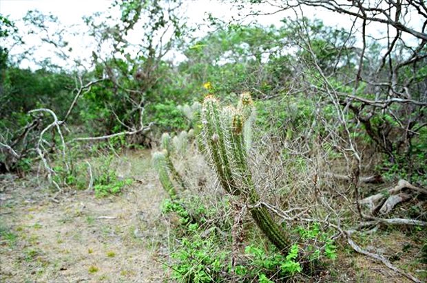 Blog da EMA: DIA NACIONAL DA CAATINGA.