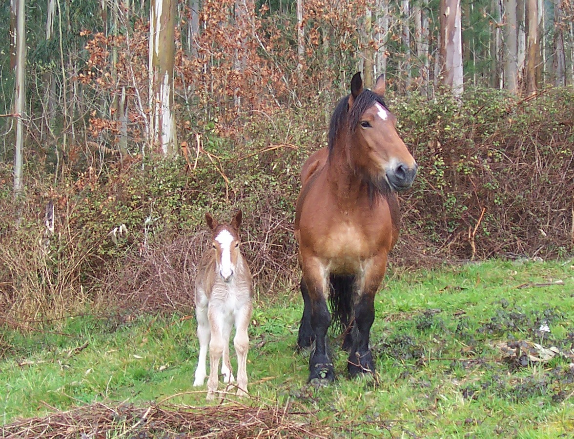 Euskal Herriko Mendiko Zaldia: 12/22/10