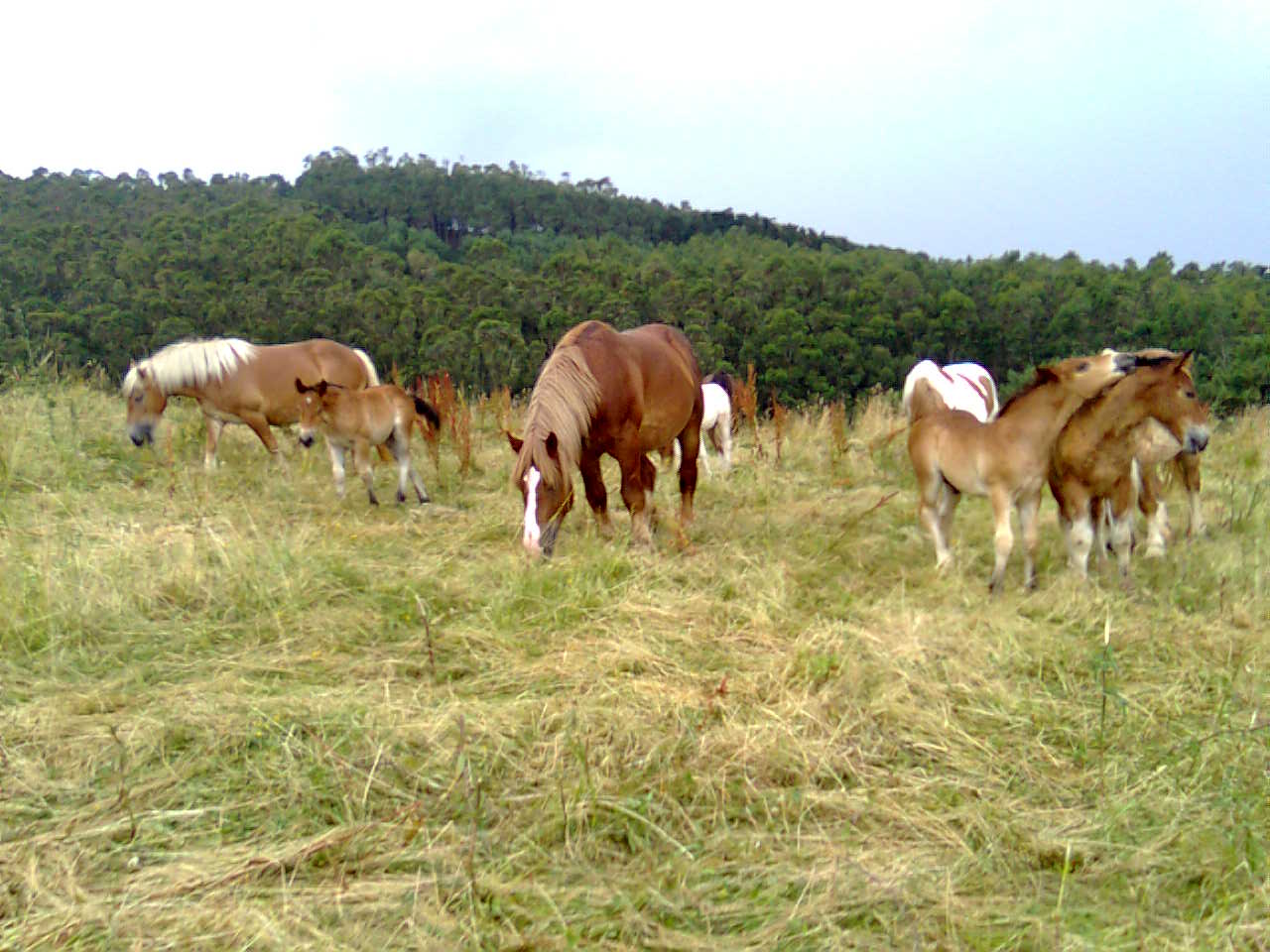 Euskal Herriko Mendiko Zaldia: 12/22/10