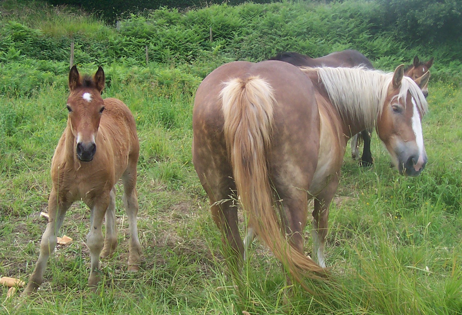 Euskal Herriko Mendiko Zaldia: 12/22/10